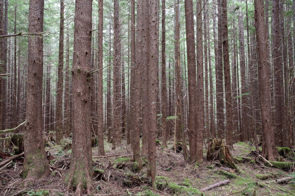 Myths & Facts - Ancient Forest Alliance