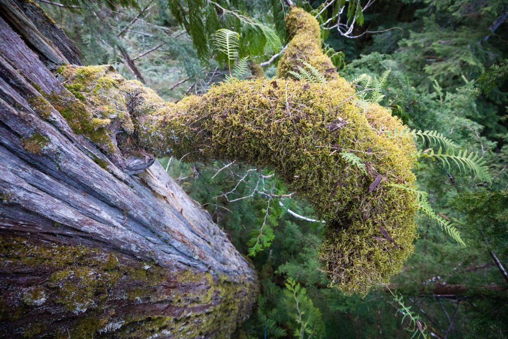 Exploring & Climbing Ancient Giants - Ancient Forest Alliance