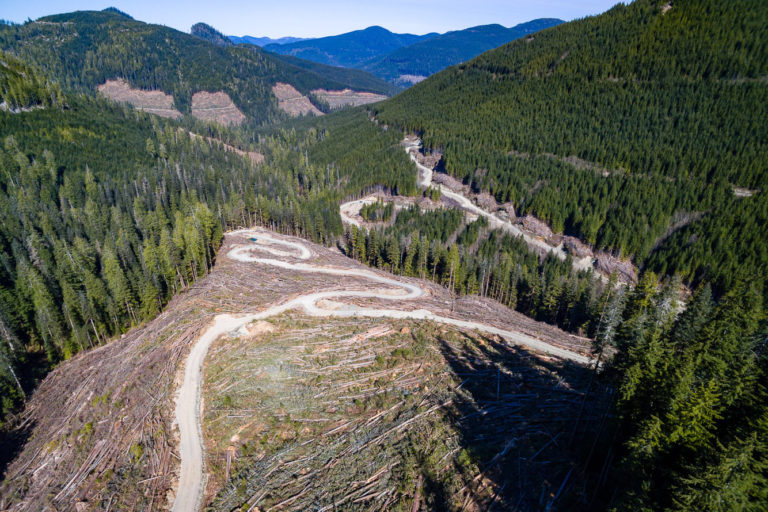 Logging of BC’s grandest ancient forests continues as Old-growth ...