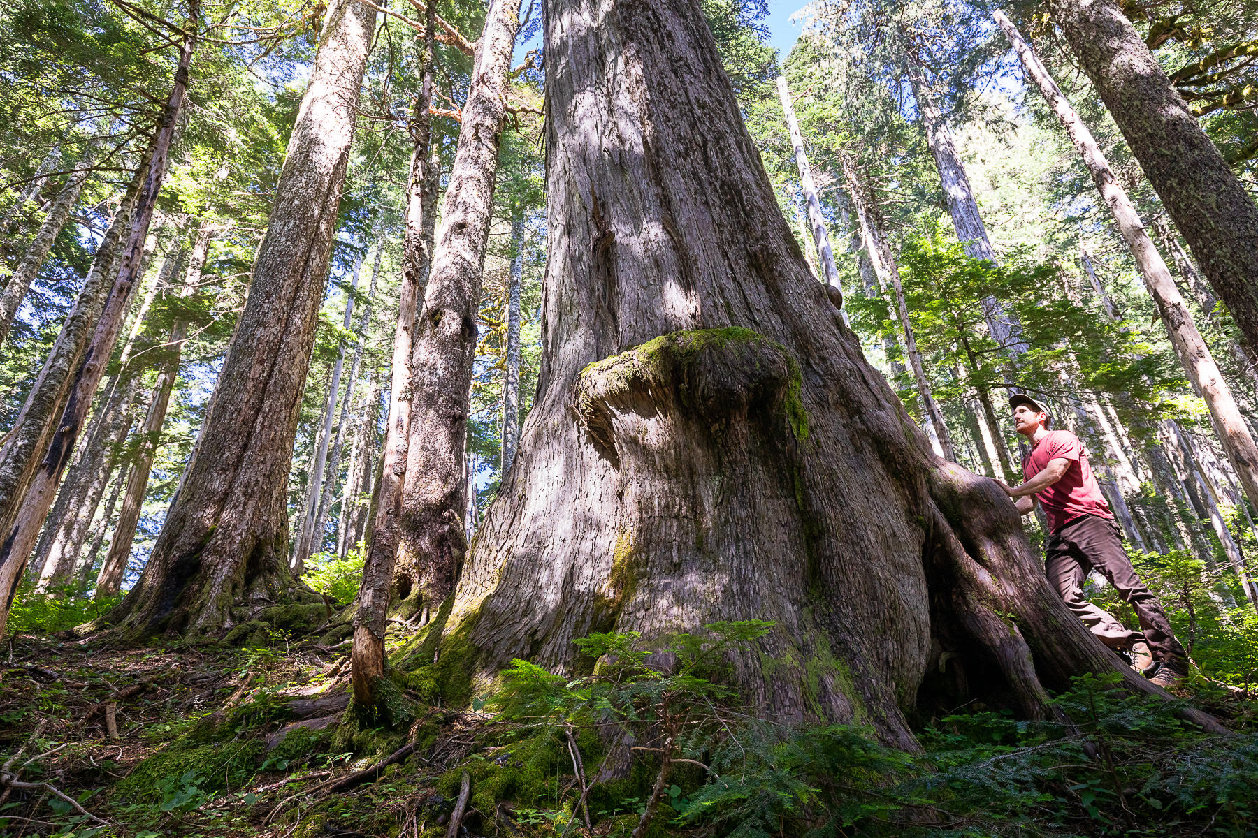 Massive old-growth yellow cedars, including Canada’s ninth-widest ...