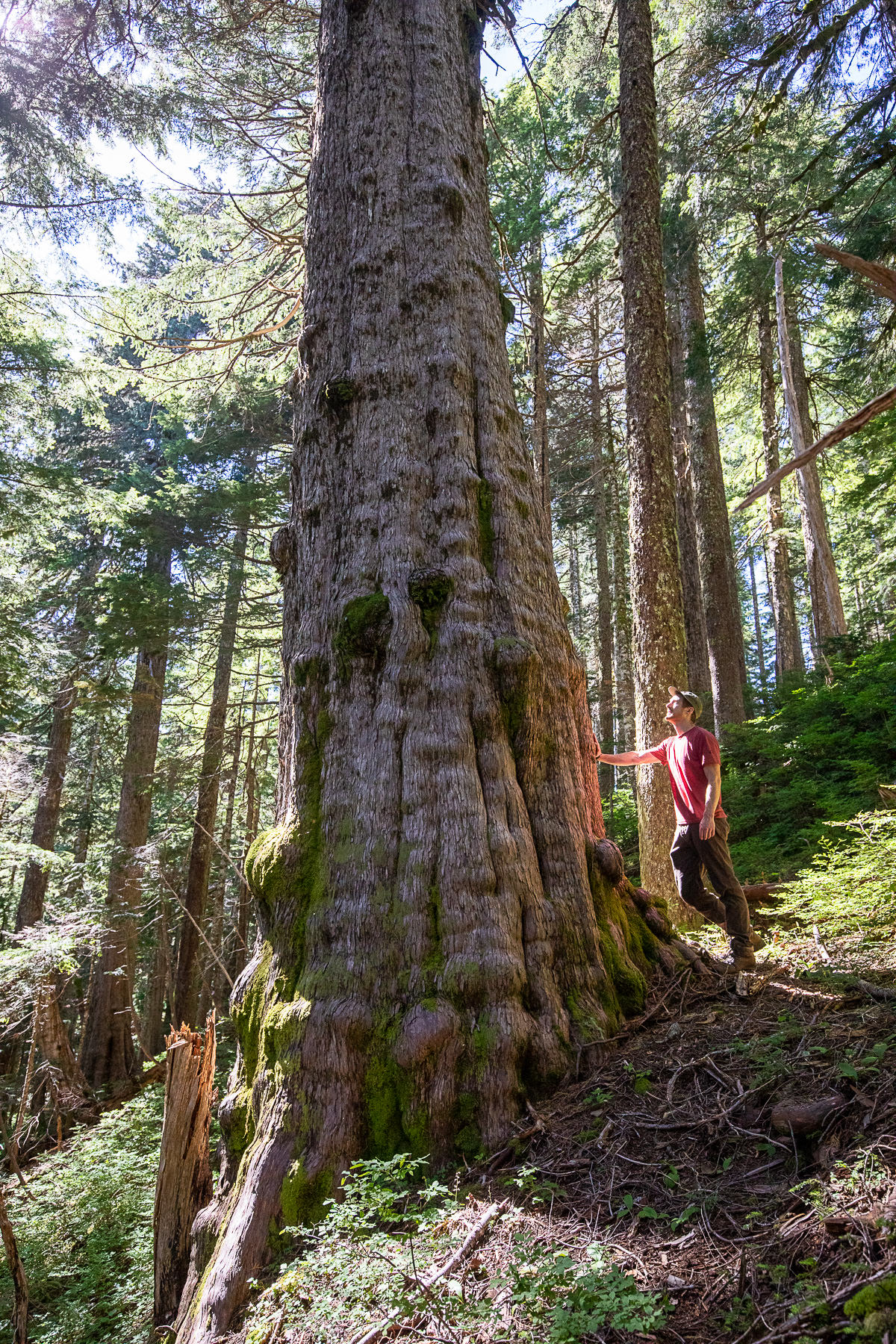 Massive old-growth yellow cedars, including Canada’s ninth-widest ...