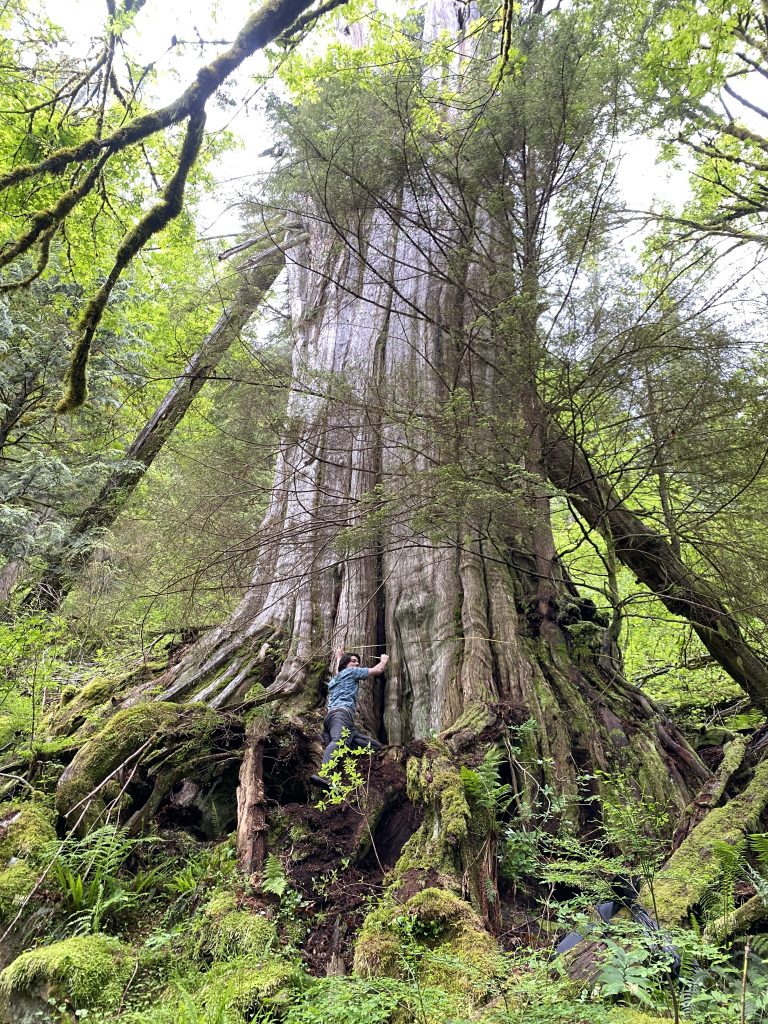 Canada’s fourth-widest tree found in North Vancouver - Ancient Forest ...