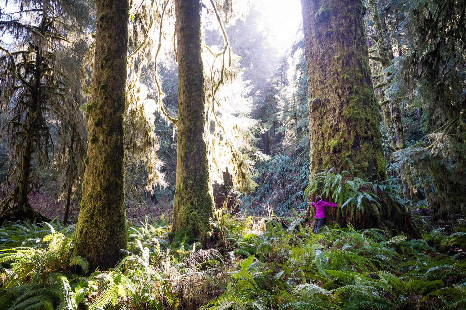 Businesses join environmentalists to push BC’s premier to protect ...