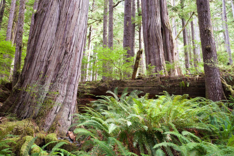 Ancient Forest Alliance - Working to protect BC’s endangered old-growth ...