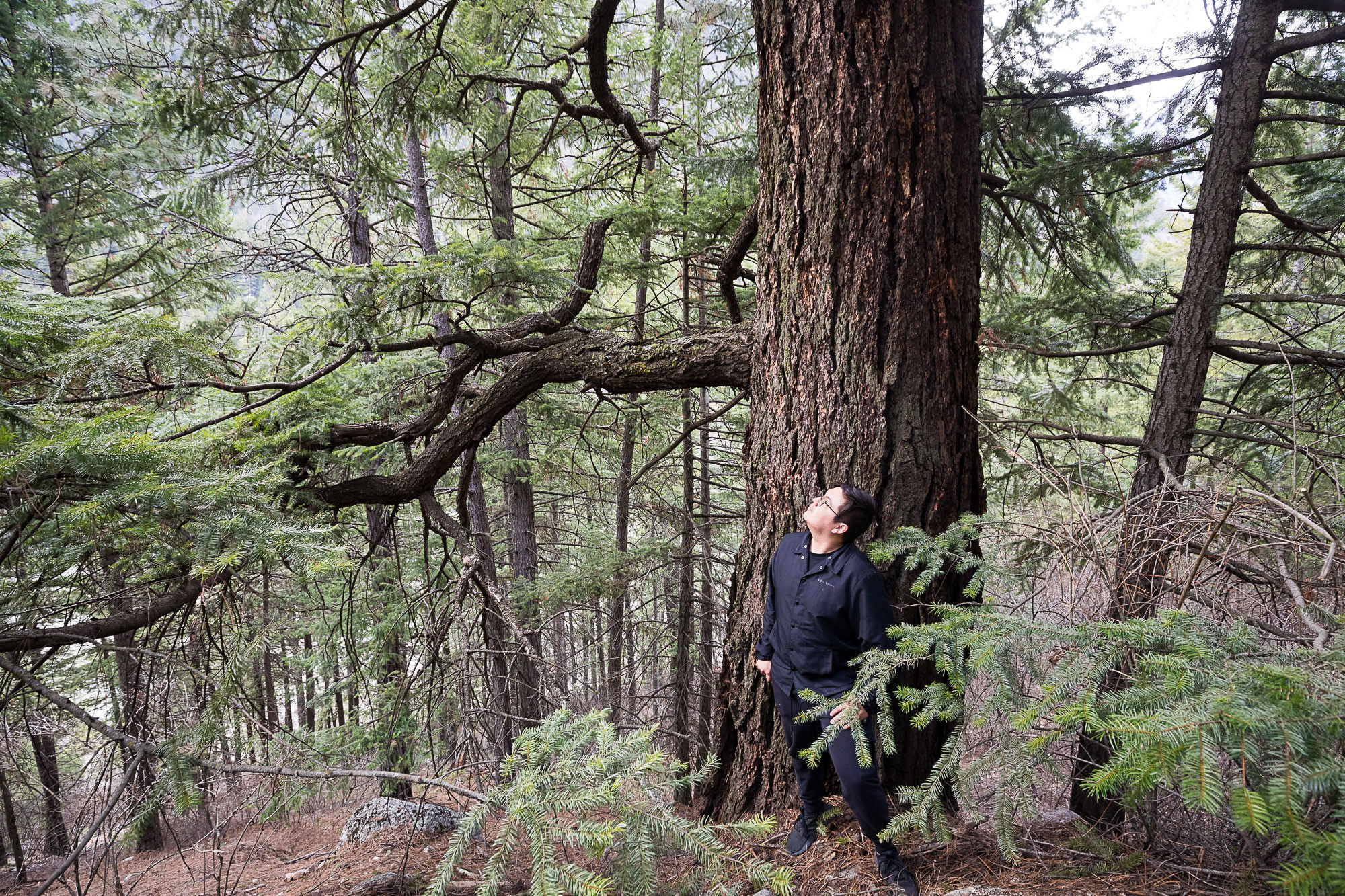 Motion for Old-Growth Fund & Export Ban Introduced by MP Patrick Weiler ...