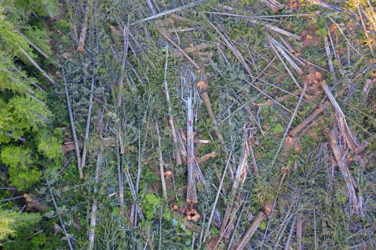 New before & after images reveal shocking impacts of old-growth logging ...