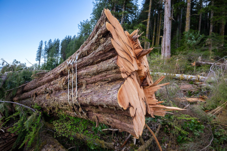New before & after images reveal shocking impacts of old-growth logging ...