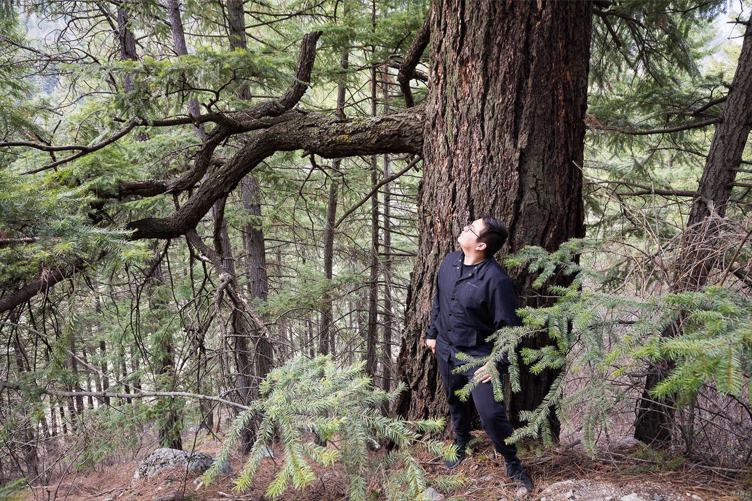 Kanaka Bar Indigenous Protected and Conserved Area - Ancient Forest ...