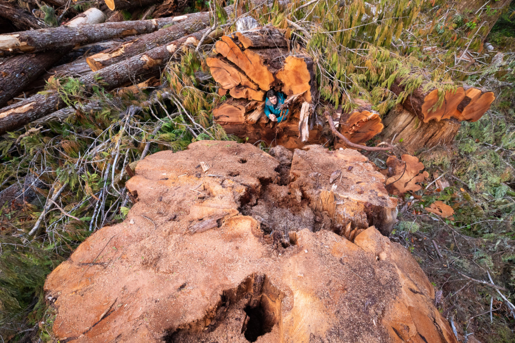 Quatsino Old-Growth Under Threat 2023 - Ancient Forest Alliance Quatsino Old-Growth Under Threat 2023 - Ancient Forest Alliance