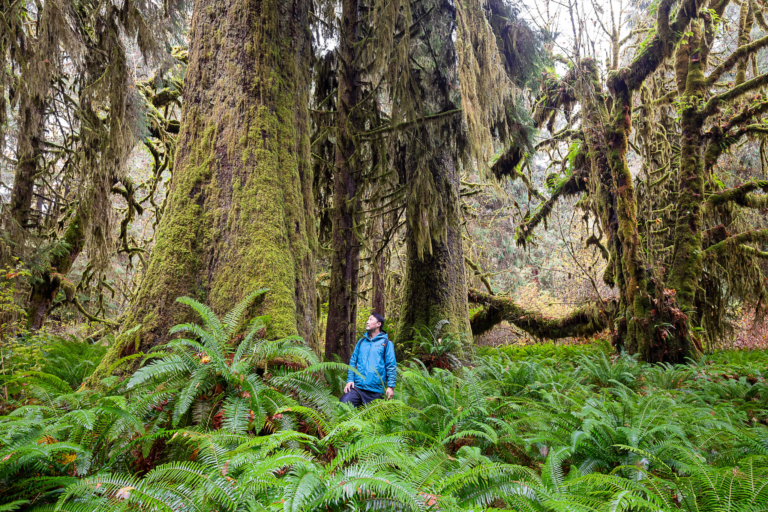 Conservationists locate what may be Canada's most magnificent and ...