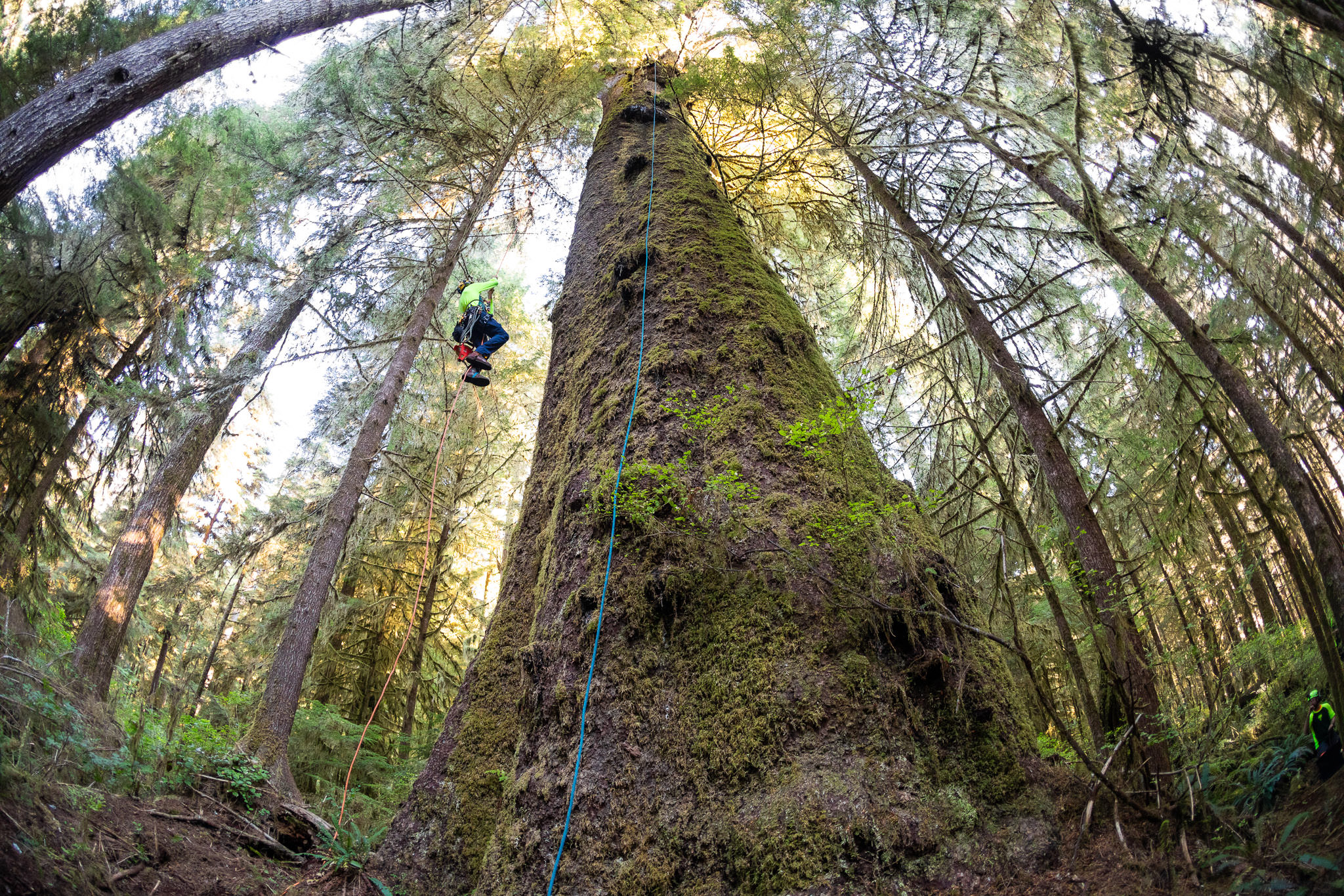 Conservationists locate and climb the largest Sitka spruce tree in BC’s ...