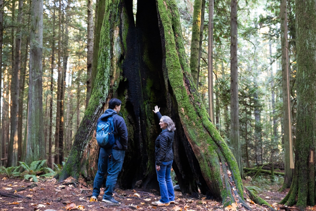 Old-Growth Forest Hikes Near Victoria BC - Ancient Forest Alliance