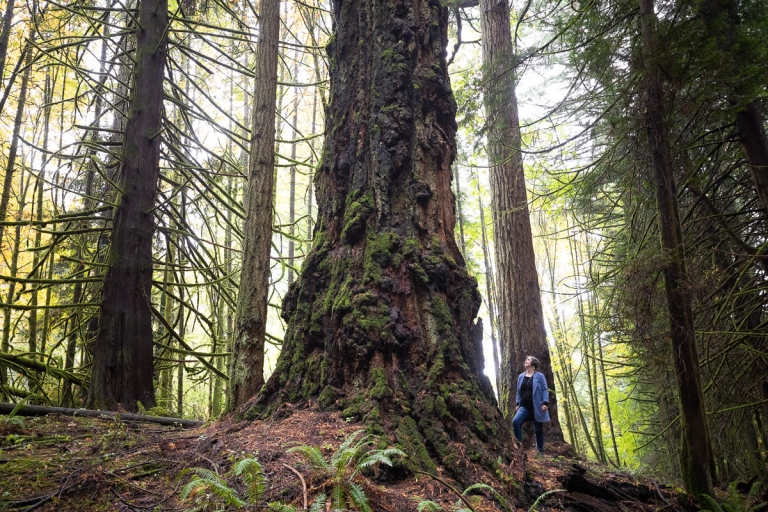 Old-Growth Forest Hikes Near Victoria BC - Ancient Forest Alliance
