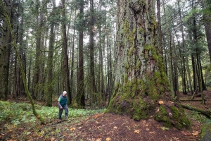 Old-Growth Forest Hikes Near Victoria BC - Ancient Forest Alliance
