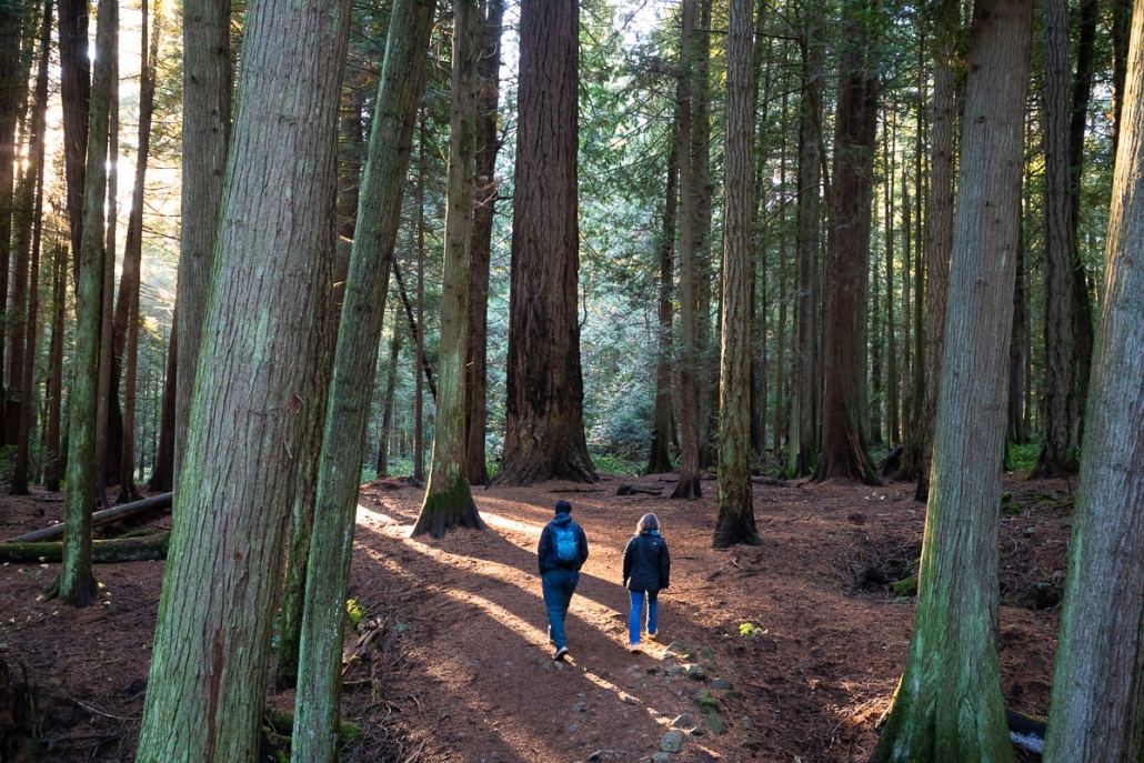 Old-Growth Forest Hikes Near Victoria BC - Ancient Forest Alliance