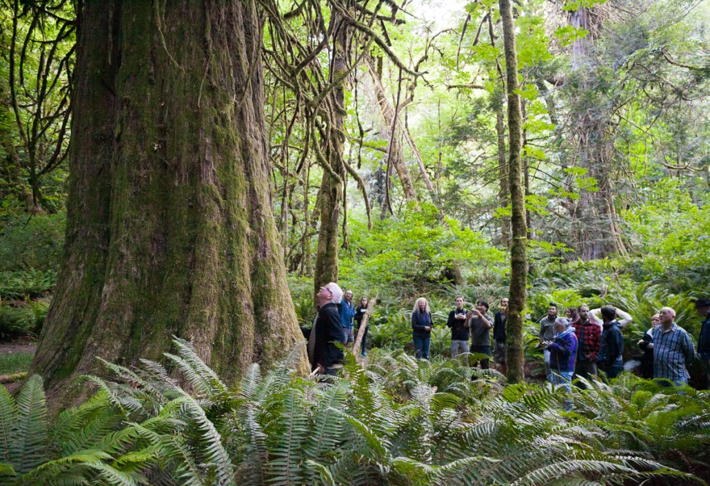 Old-Growth Forest Hikes Near Victoria BC - Ancient Forest Alliance