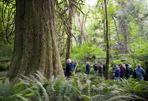 Old-Growth Forest Hikes Near Victoria BC - Ancient Forest Alliance