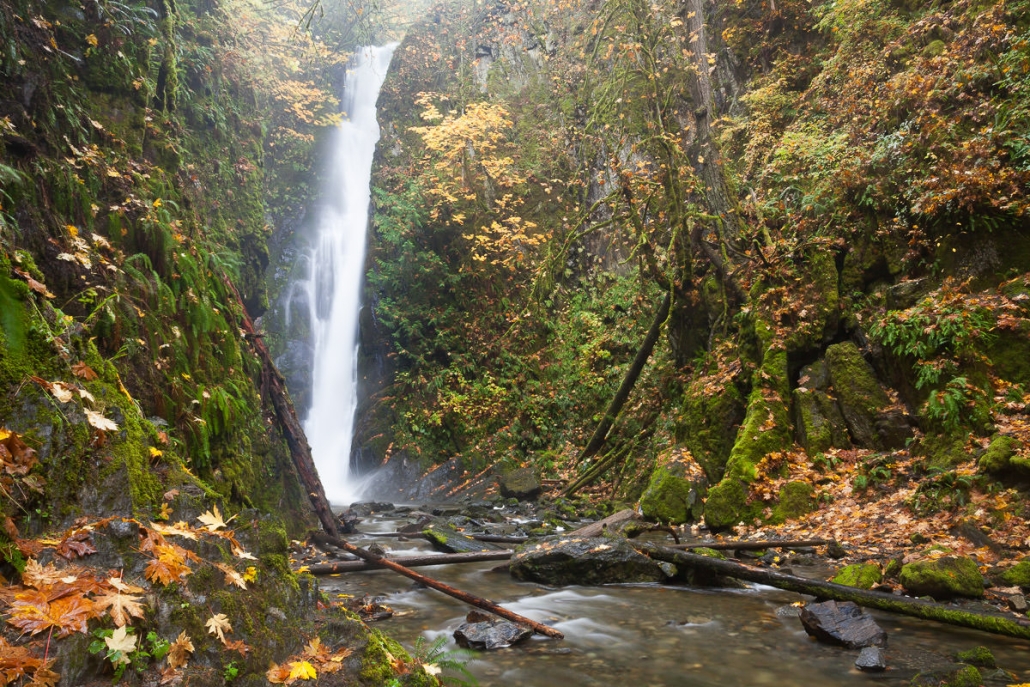 Old-Growth Forest Hikes Near Victoria BC - Ancient Forest Alliance