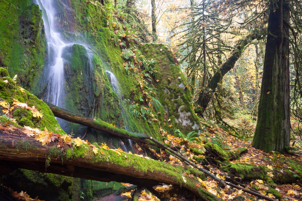 Old-Growth Forest Hikes Near Victoria BC - Ancient Forest Alliance