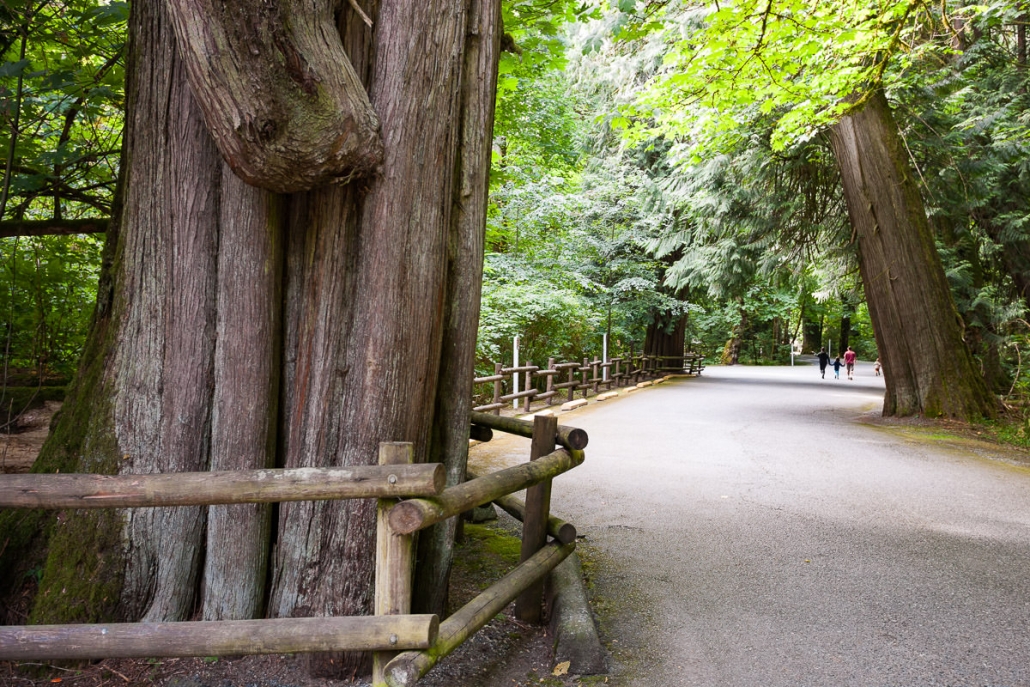 Old-Growth Forest Hikes Near Victoria BC - Ancient Forest Alliance