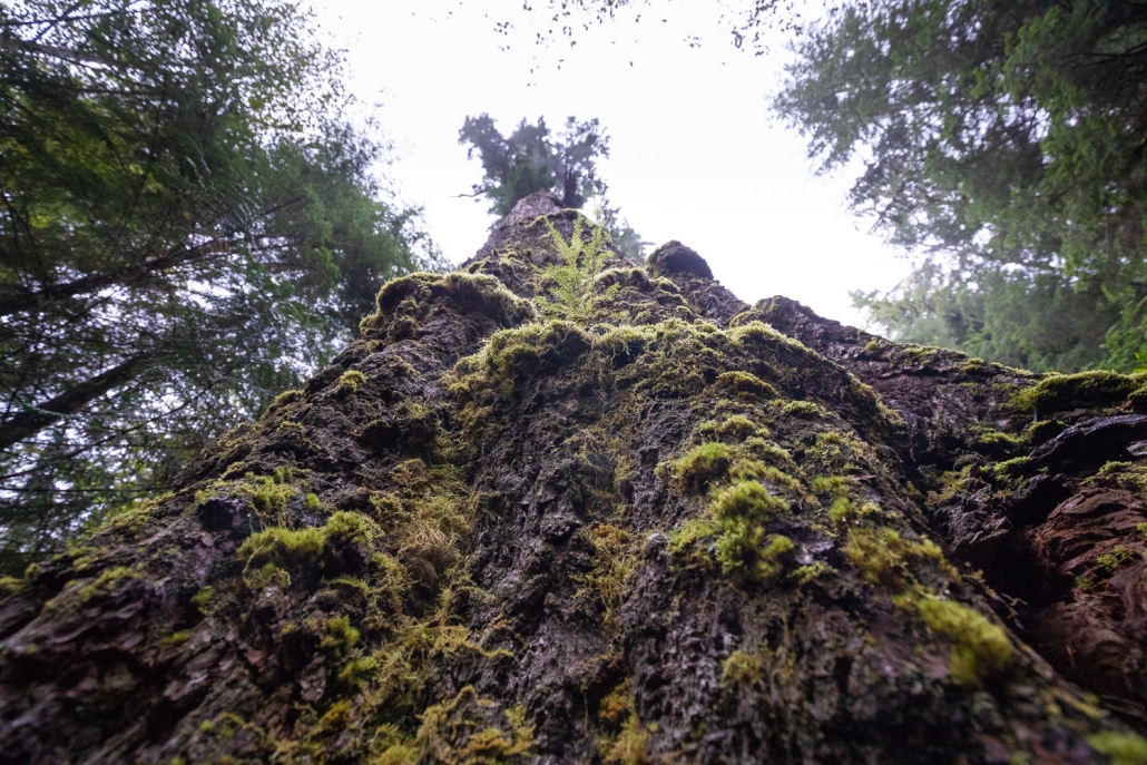 Old-Growth Forest Hikes Near Port Renfrew - Ancient Forest Alliance