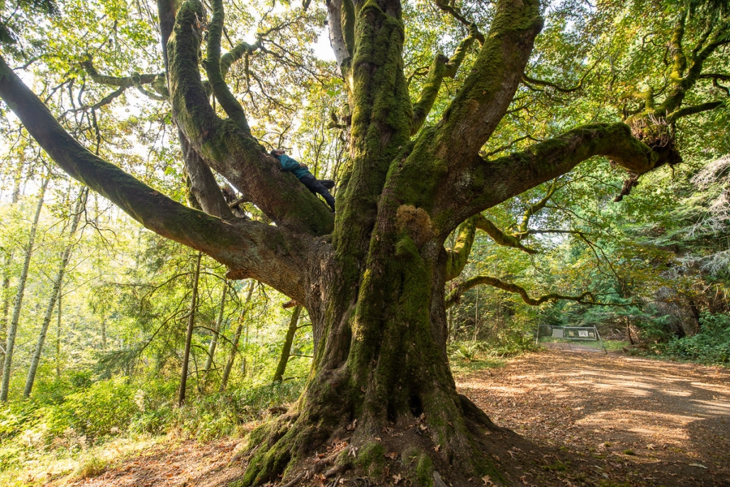 Old-Growth Forest Hikes Near Victoria BC - Ancient Forest Alliance