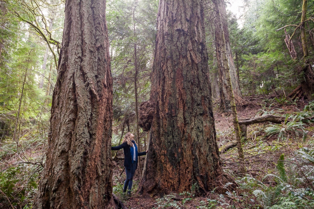 Old-Growth Forest Hikes Near Victoria BC - Ancient Forest Alliance