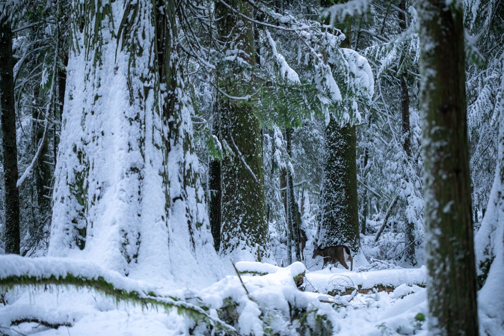 Old-Growth Forest Hikes Near Victoria BC - Ancient Forest Alliance