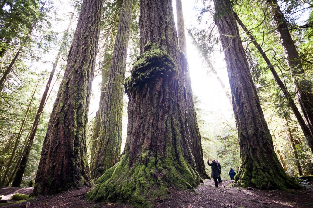 Old-Growth Forest Hikes Near Victoria BC - Ancient Forest Alliance