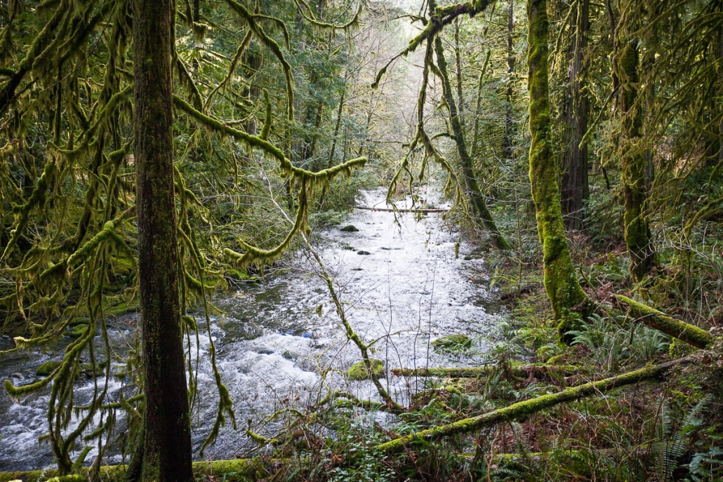Old-Growth Forest Hikes Near Victoria BC - Ancient Forest Alliance