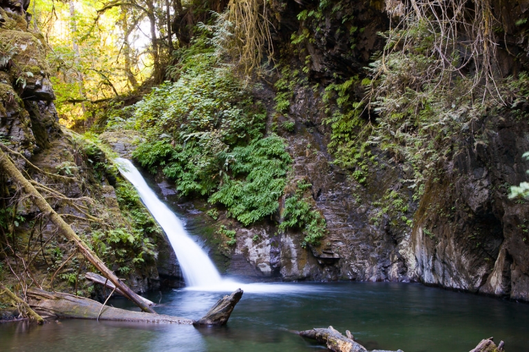 Old-Growth Forest Hikes Near Victoria BC - Ancient Forest Alliance