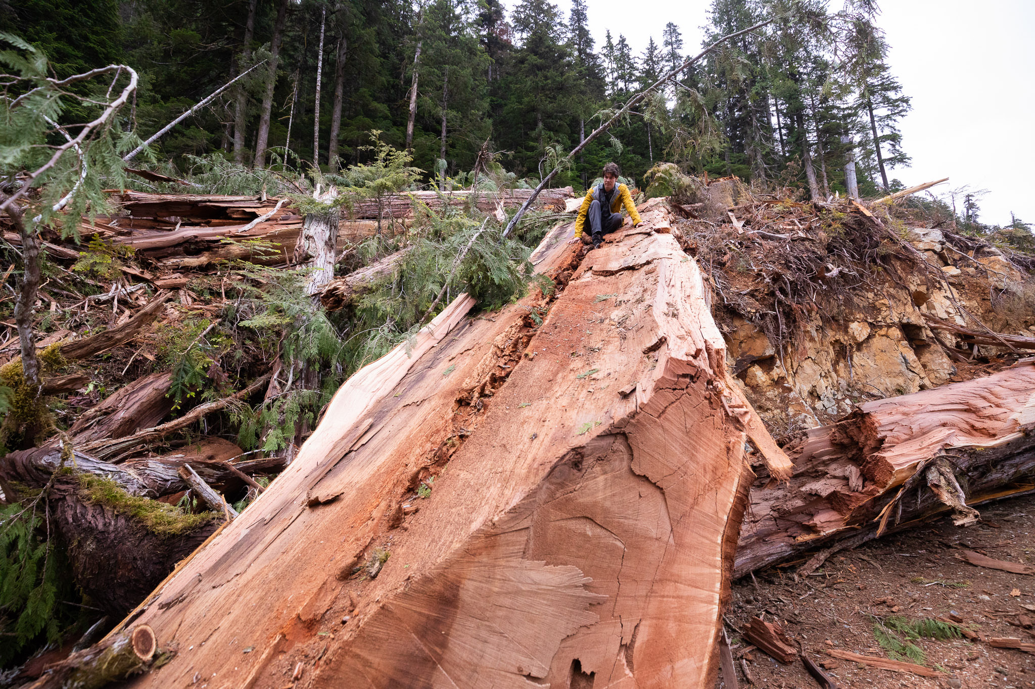 Massive Old-Growth Trees Cut in the Nahmint Valley via BC Timber Sales ...
