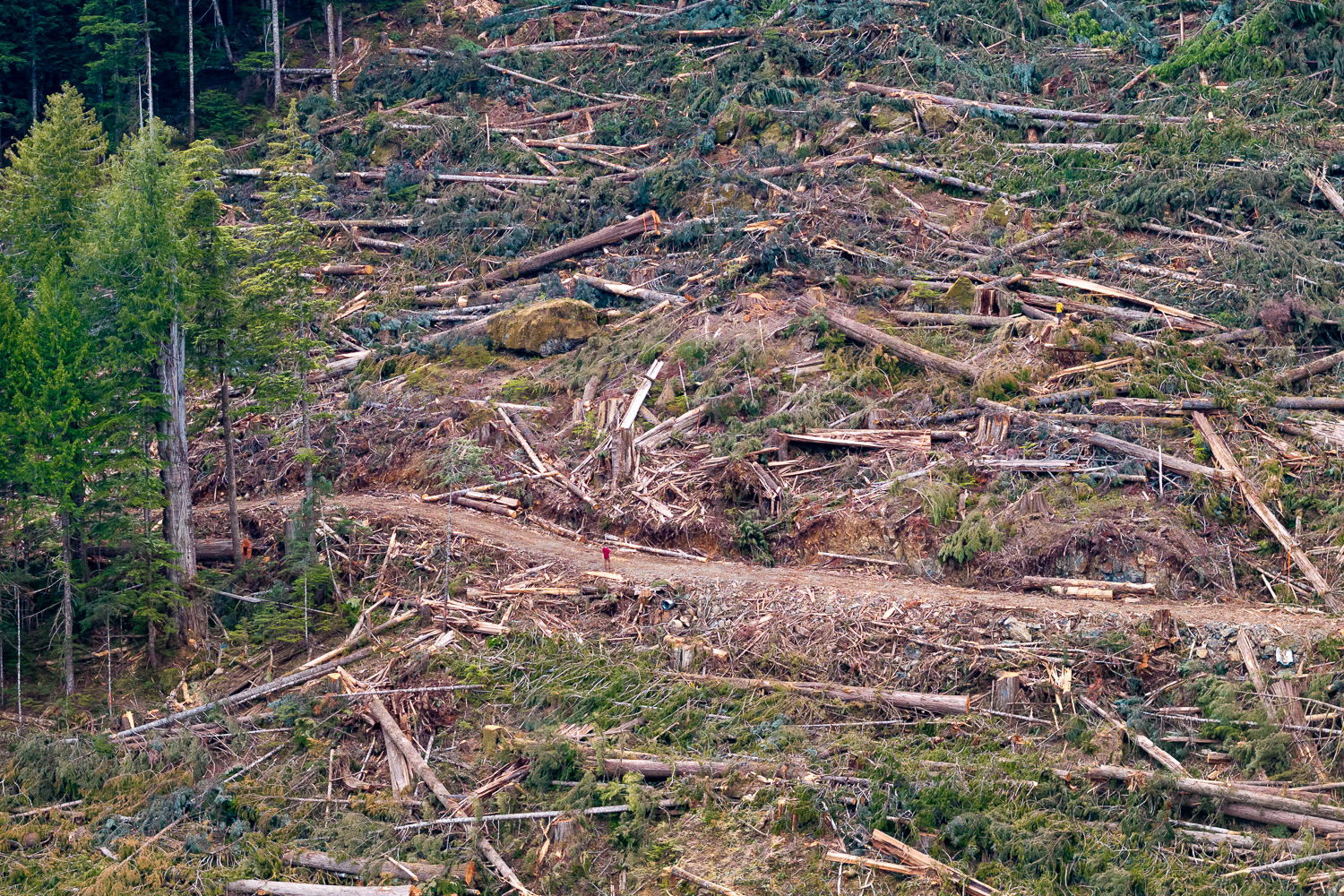 Massive Old-Growth Trees Cut in the Nahmint Valley via BC Timber Sales ...