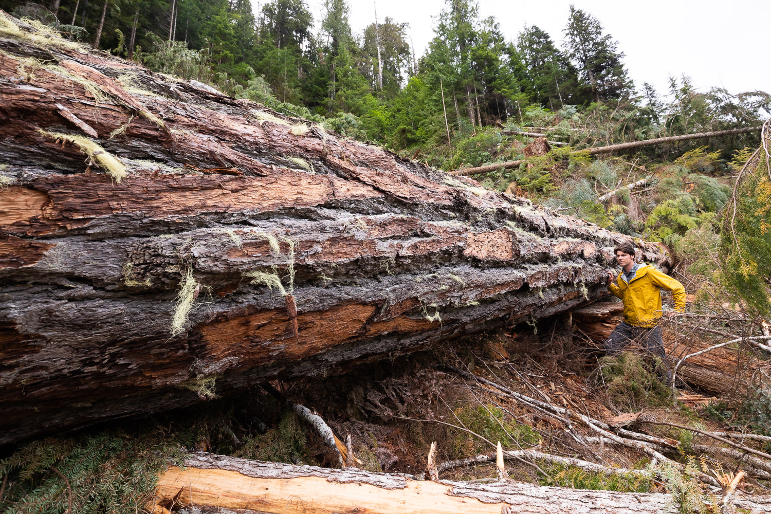 Massive Old-Growth Trees Cut in the Nahmint Valley via BC Timber Sales ...