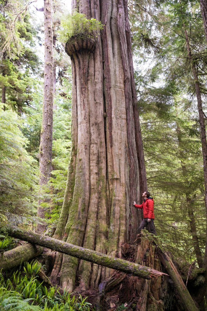 Ecosystem-Based Targets - Ancient Forest Alliance