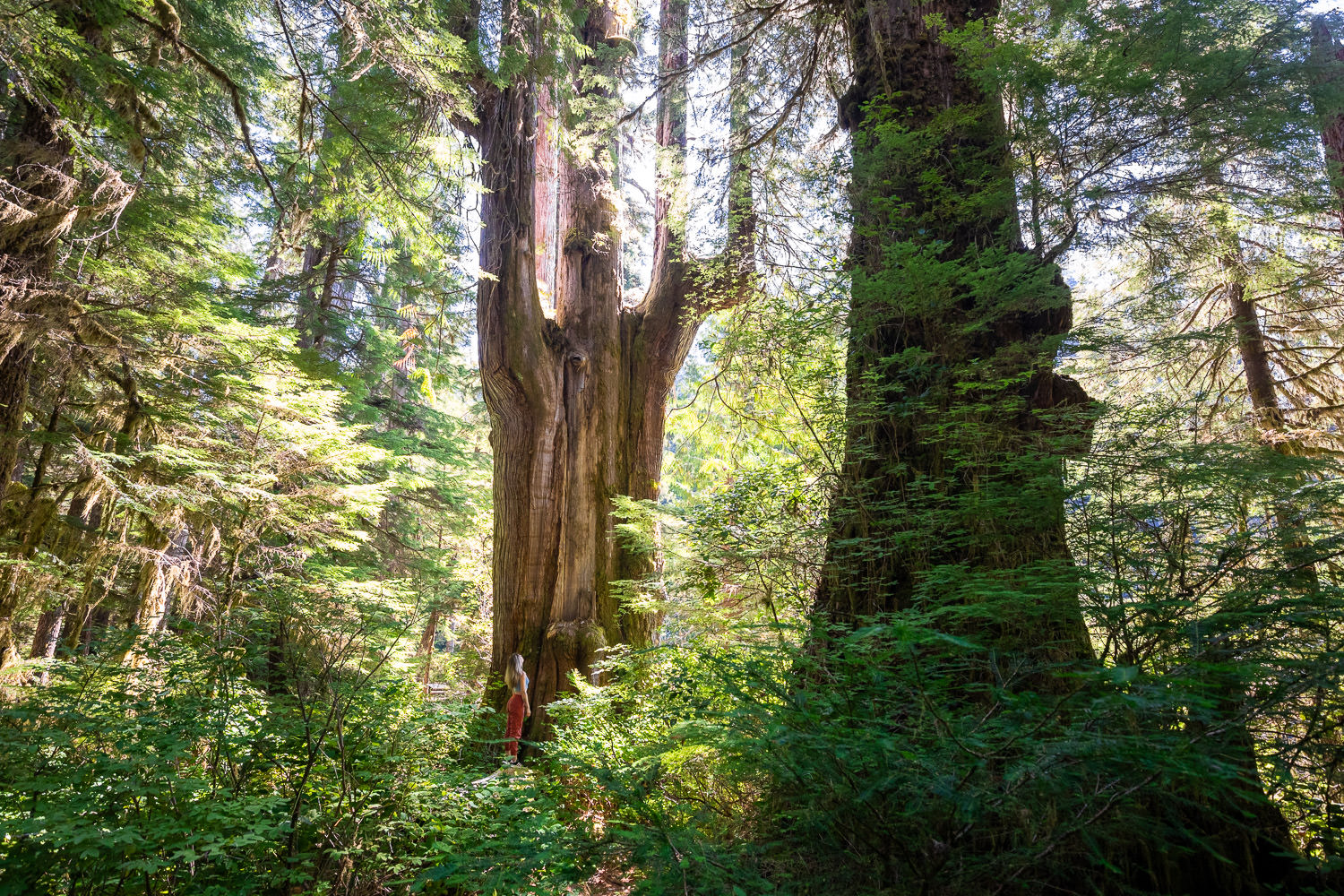 Ancient Forest Alliance - Our Campaigns