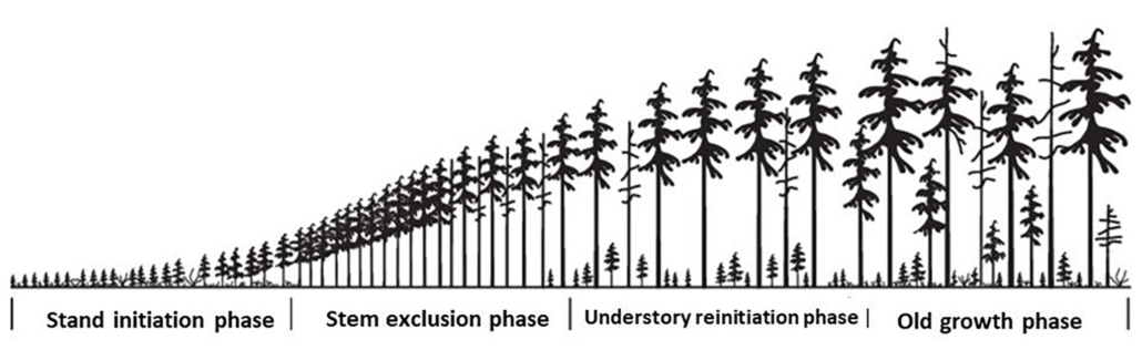 Old-Growth 101 – The Facts on Ancient Forests in BC - Ancient Forest ...