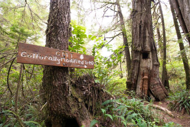 Old-Growth 101 – The Facts on Ancient Forests in BC - Ancient Forest ...