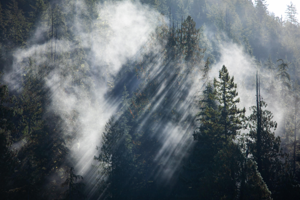 Old-Growth 101 – The Facts on Ancient Forests in BC - Ancient Forest ...