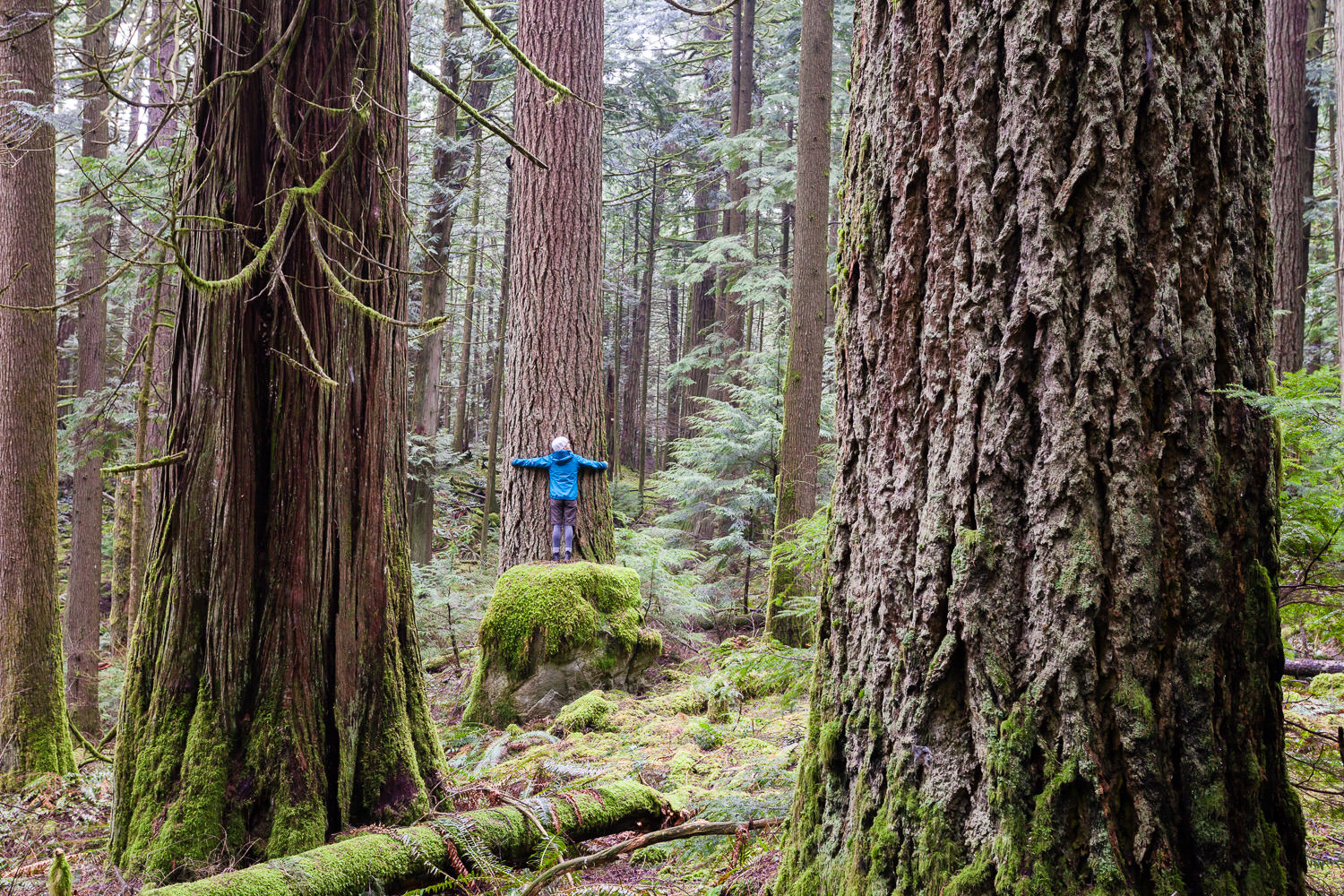 Old-Growth 101 – The Facts on Ancient Forests in BC - Ancient Forest ...