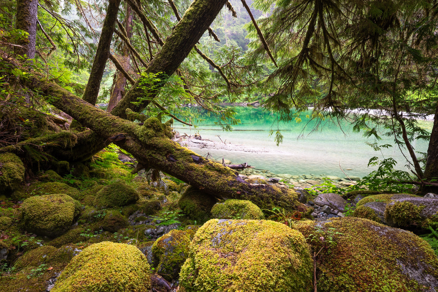 Old-Growth 101 – The Facts on Ancient Forests in BC - Ancient Forest ...