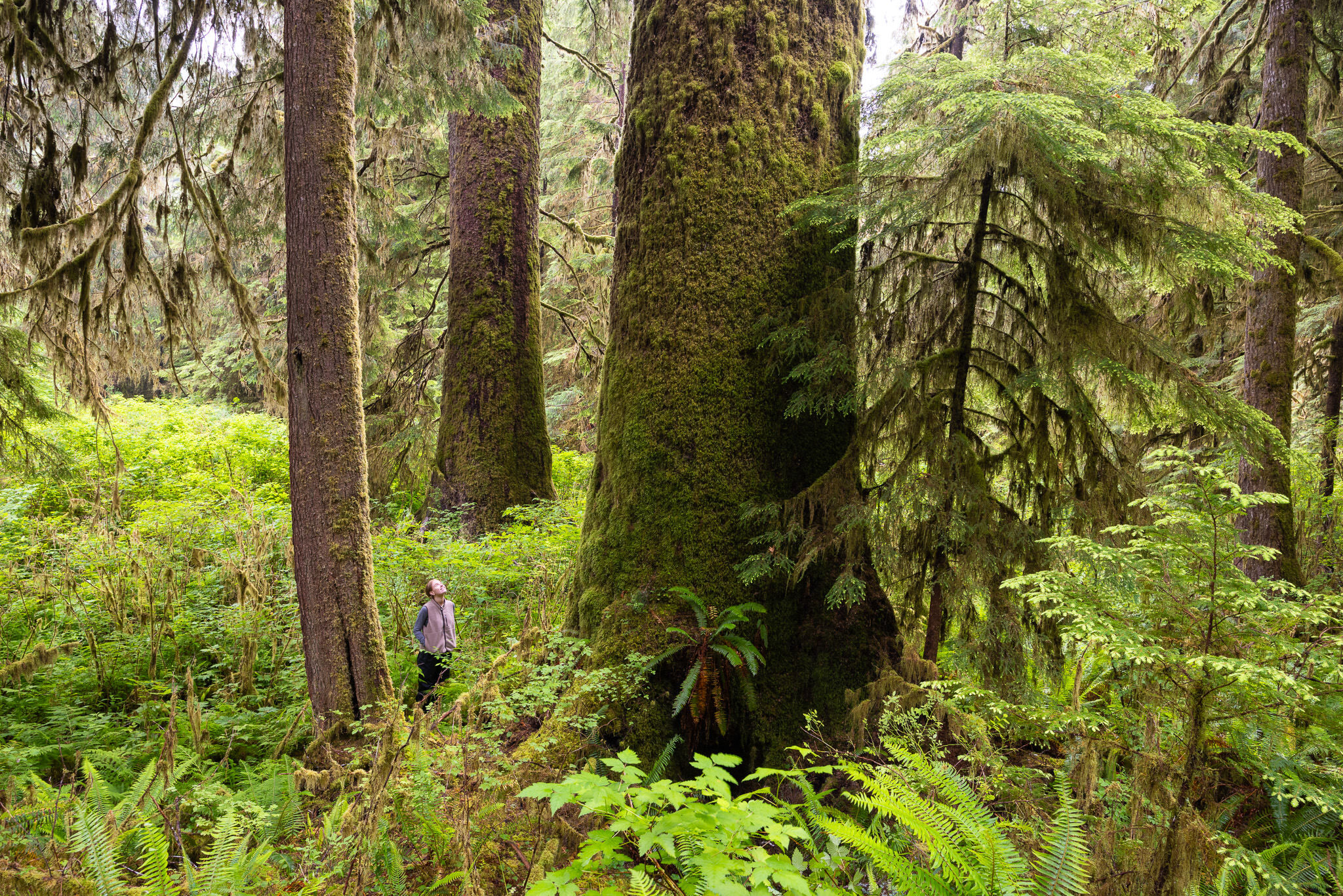 Thank You to Our Silent Auction business Donors! - Ancient Forest Alliance