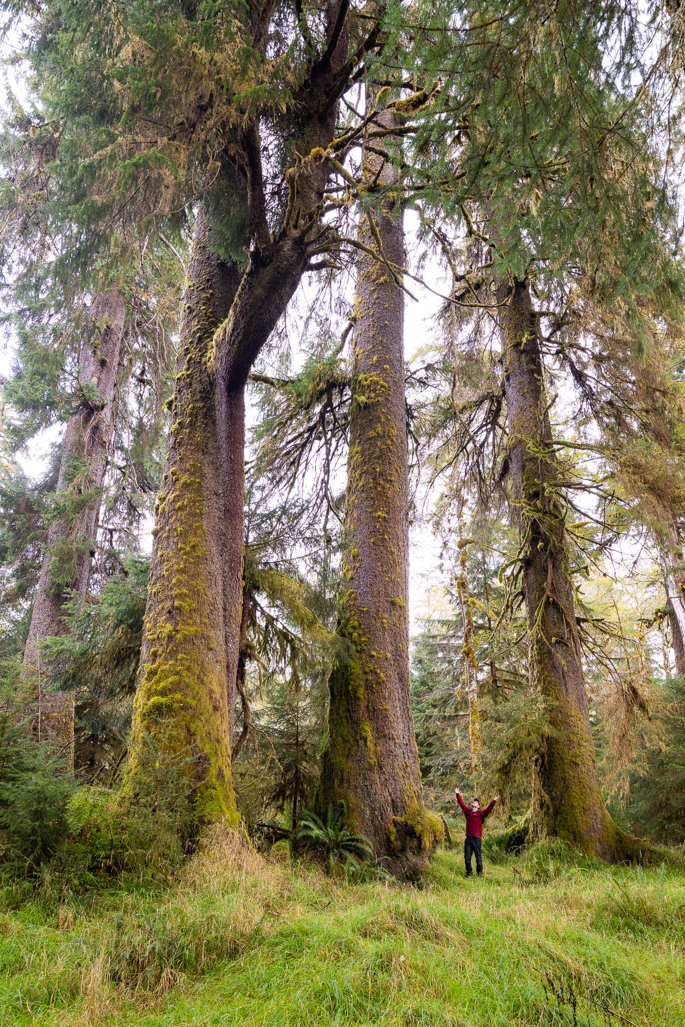 Yakoun River Old-Growth Forests - Ancient Forest Alliance