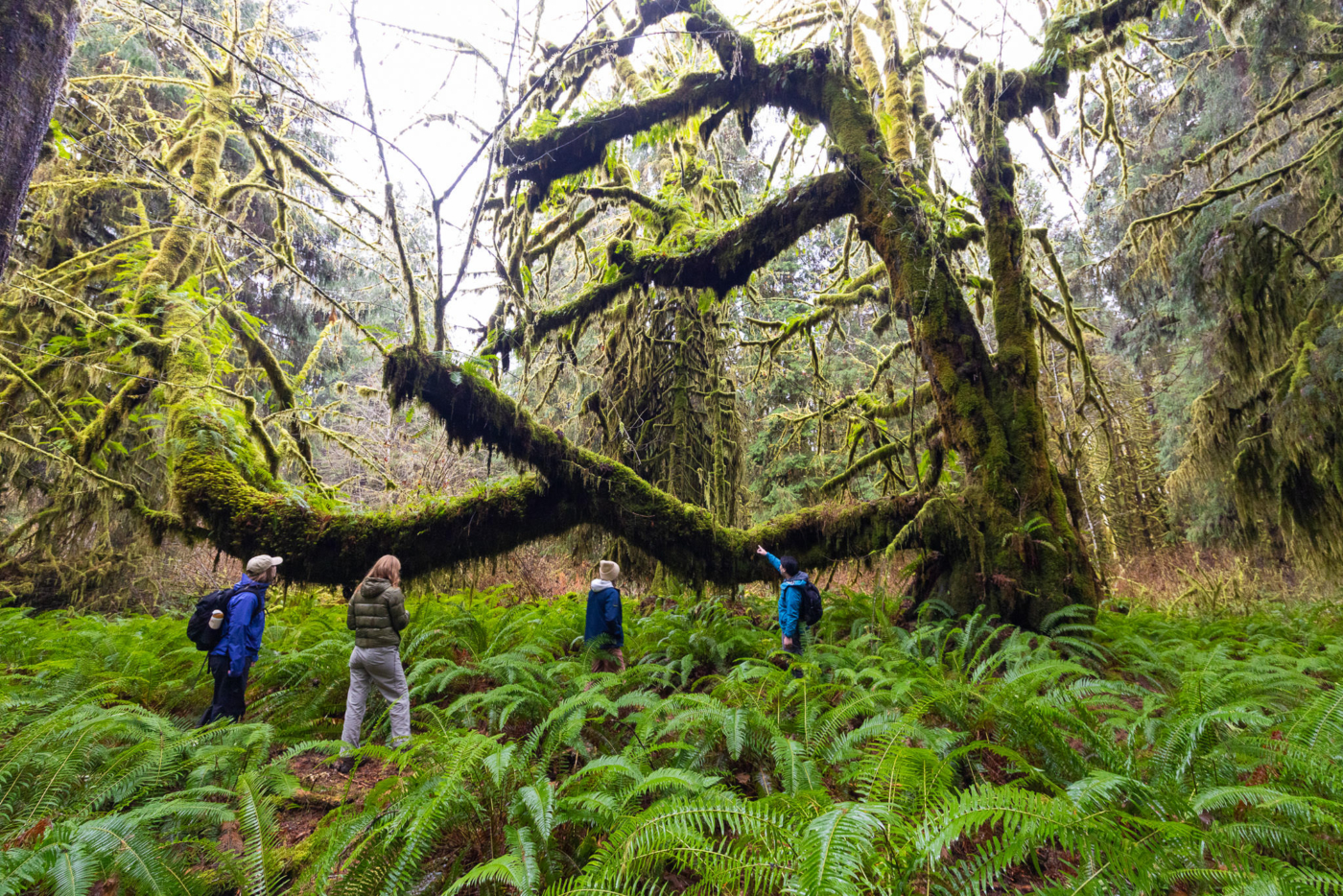 In Photos: AFA & EEA Field Day at Mossome Grove - Ancient Forest Alliance
