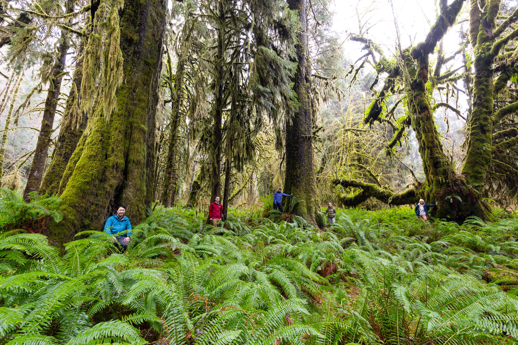 In Photos: AFA & EEA Field Day at Mossome Grove - Ancient Forest Alliance
