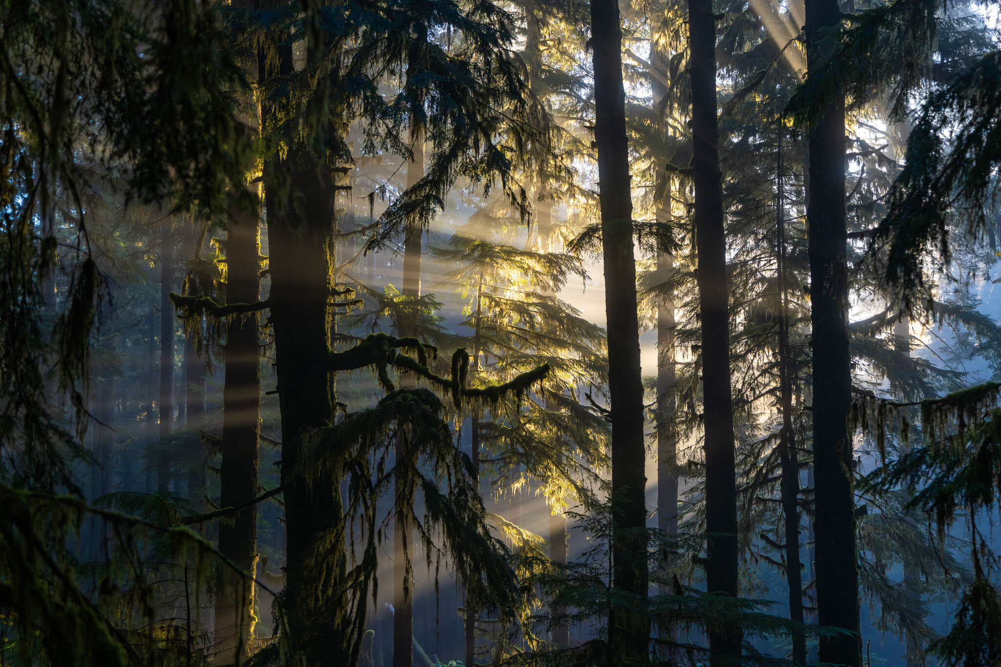 Ancient Forest Alliance: Best of 2025! - Ancient Forest Alliance
