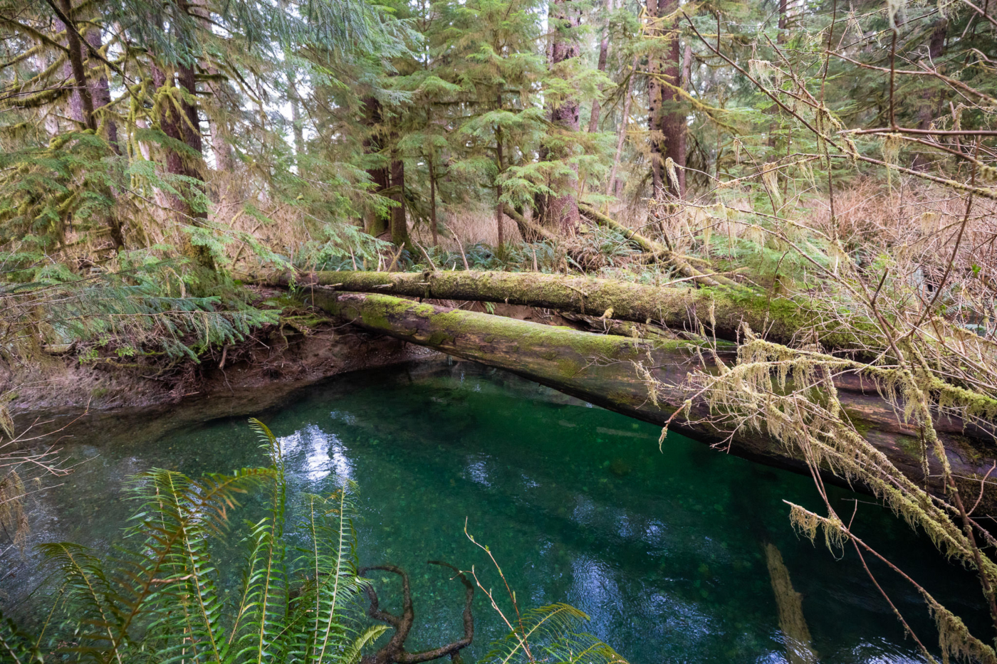 In Photos: Keith River Sitka Spruce Grove - Ancient Forest Alliance
