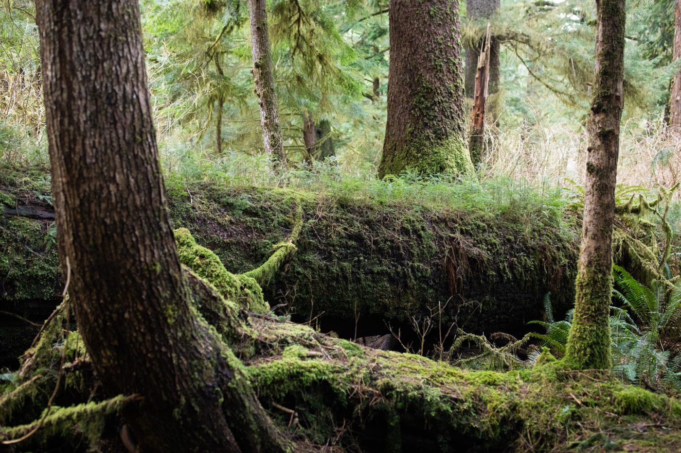In Photos: Keith River Sitka Spruce Grove - Ancient Forest Alliance