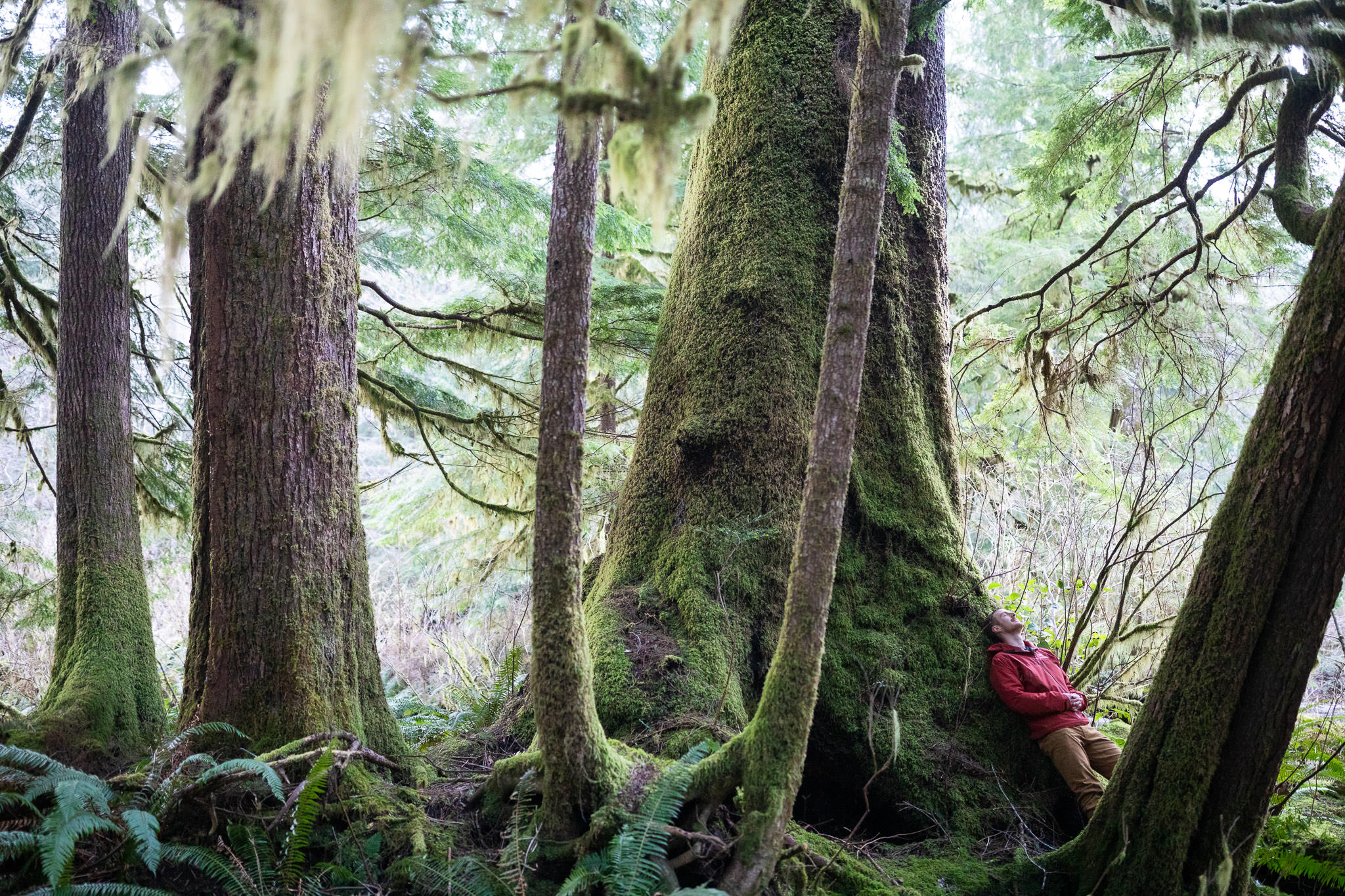 In Photos: Keith River Sitka Spruce Grove - Ancient Forest Alliance
