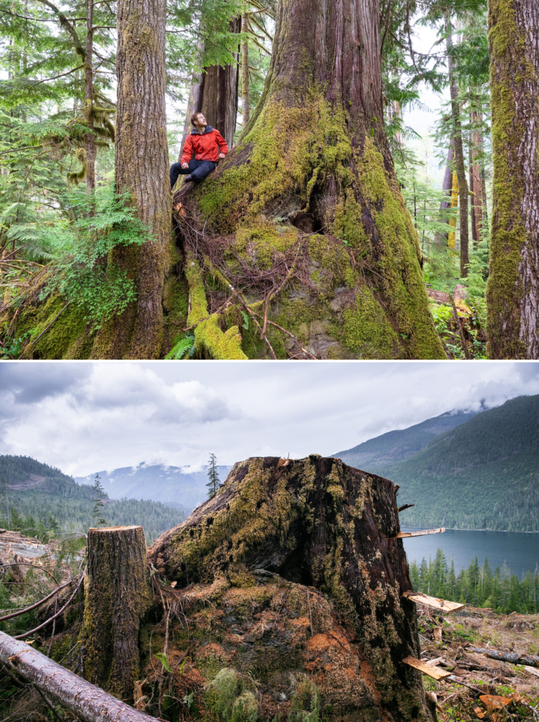 Province Expands BC Timber Sales Logging Powers Without Addressing Old ...